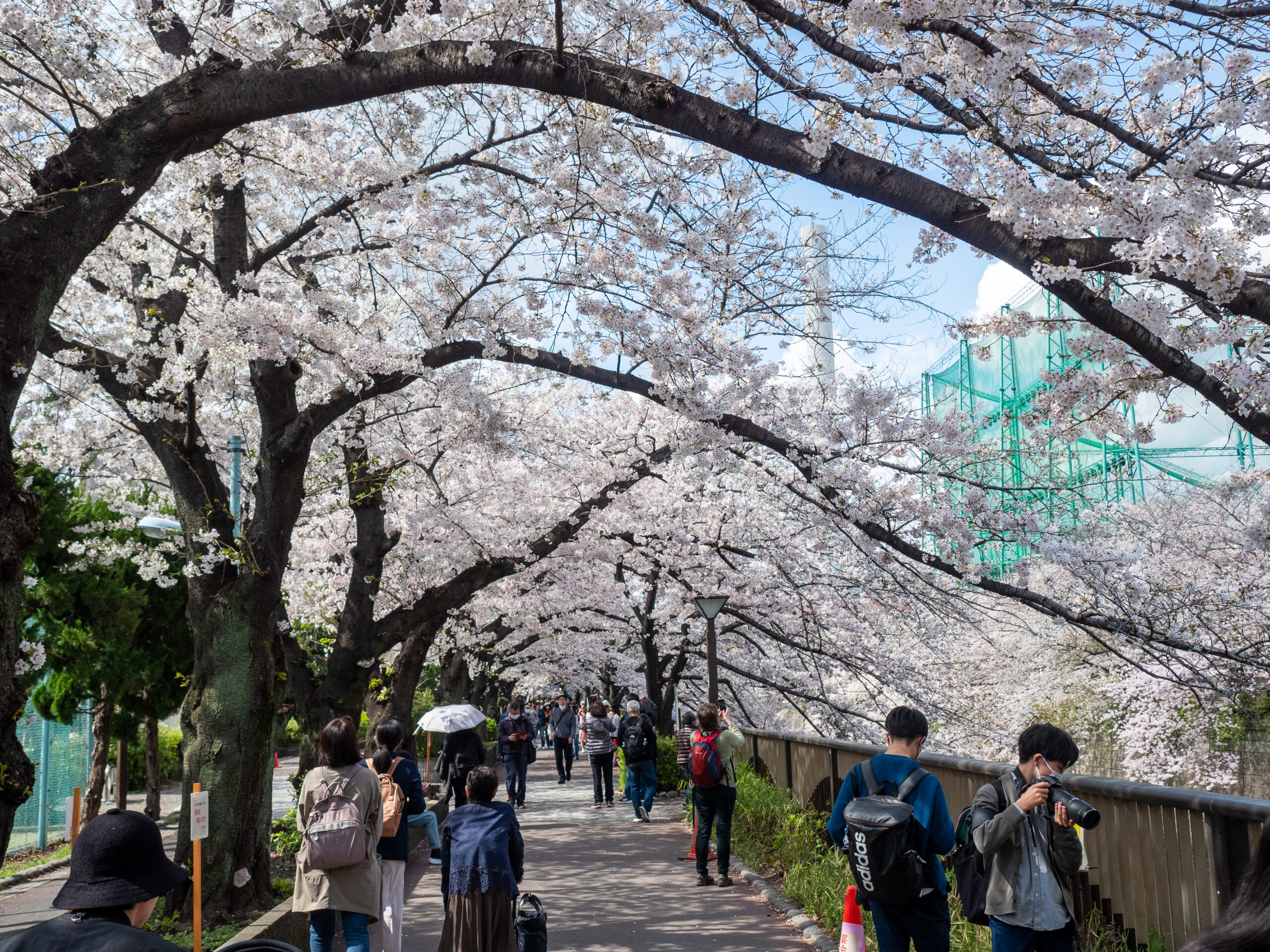 Japanese Sakura @ Meguro-River & Kunitachi City, Tokyo, 2023 - audioworkshop