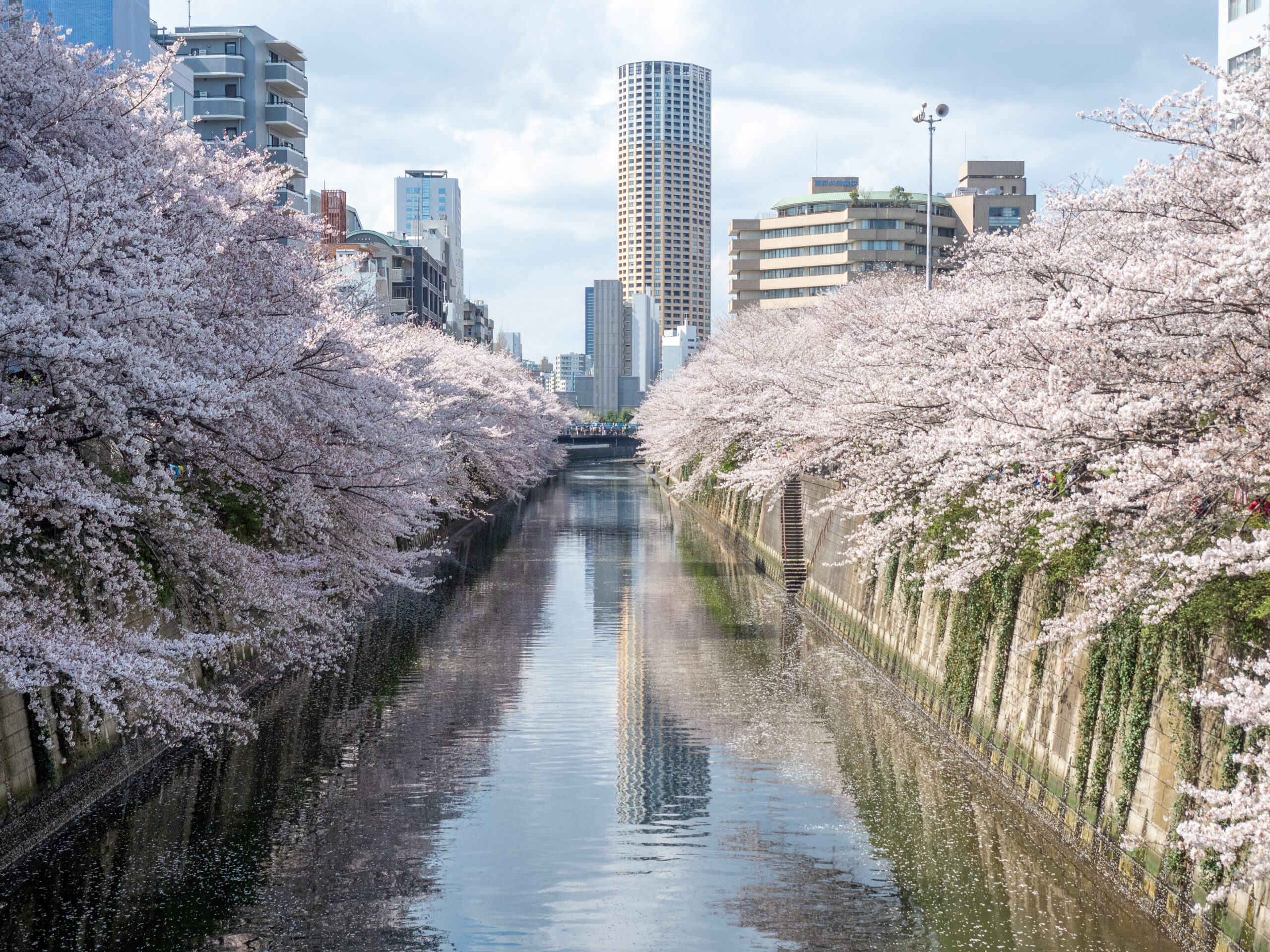 Japanese Sakura @ Meguro-River & Kunitachi City, Tokyo, 2023 - audioworkshop