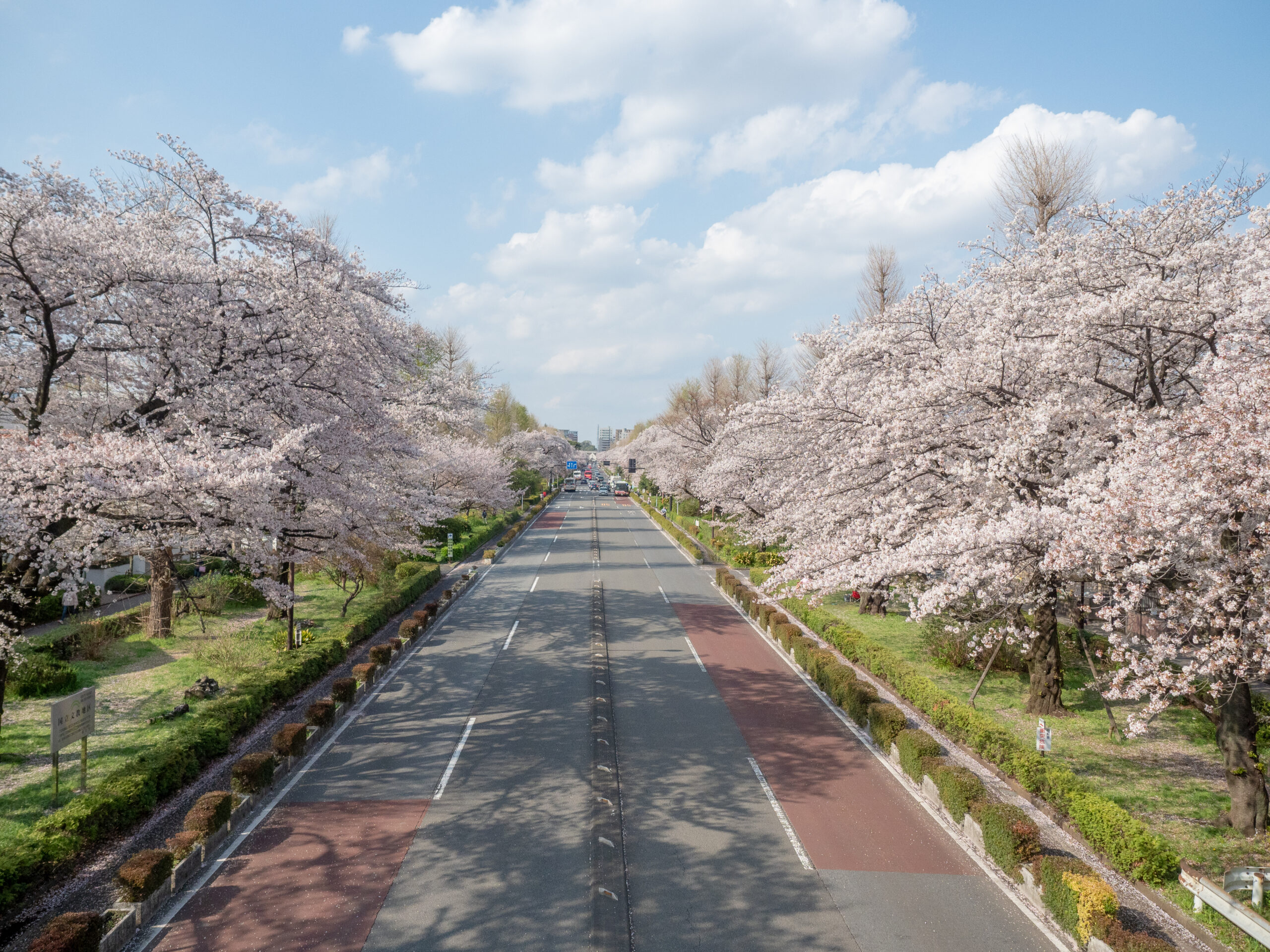 Japanese Sakura @ Meguro-River & Kunitachi City, Tokyo, 2023 - audioworkshop